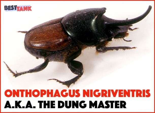 BestTank Industries Announces Black Tank Beetles